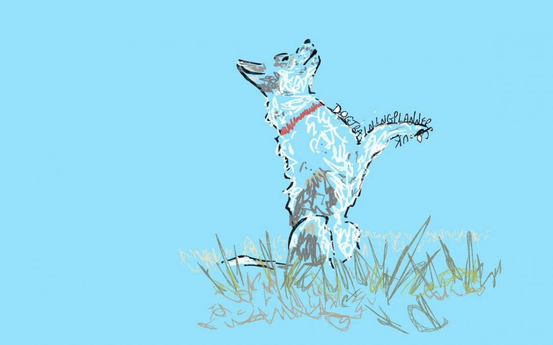 Sit Pretty Dog Trick: Easy To Follow 4 Step Formula