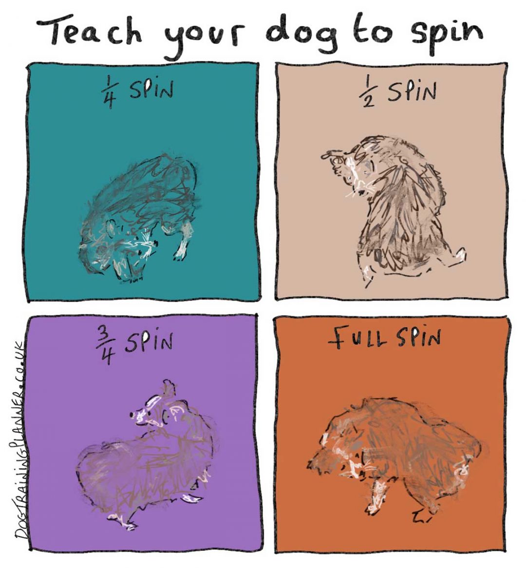 Teach Your Dog To Spin - Only 4 Steps - The Dog Training Planner